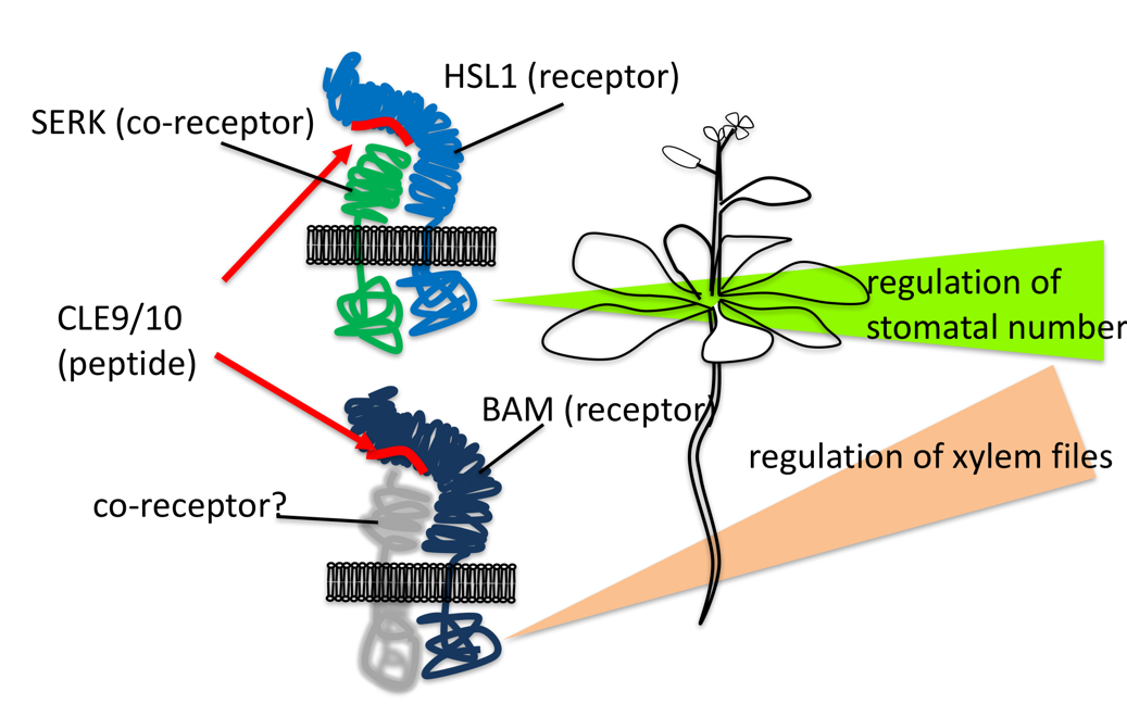 Dual control: plant peptide hormone generates distinct cell structures ...