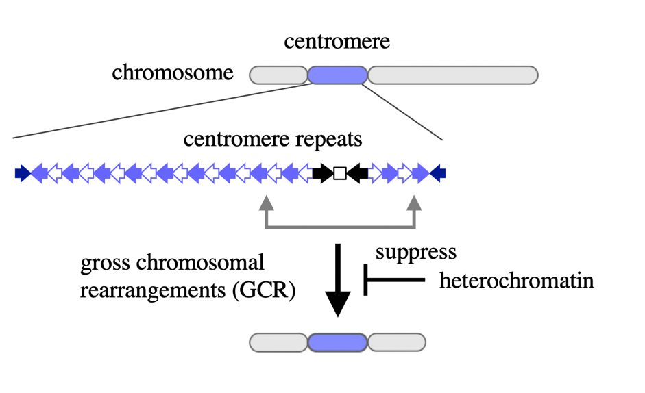 Keeping Chromosomes in Check: A New Role for Heterochromatin – THE ...