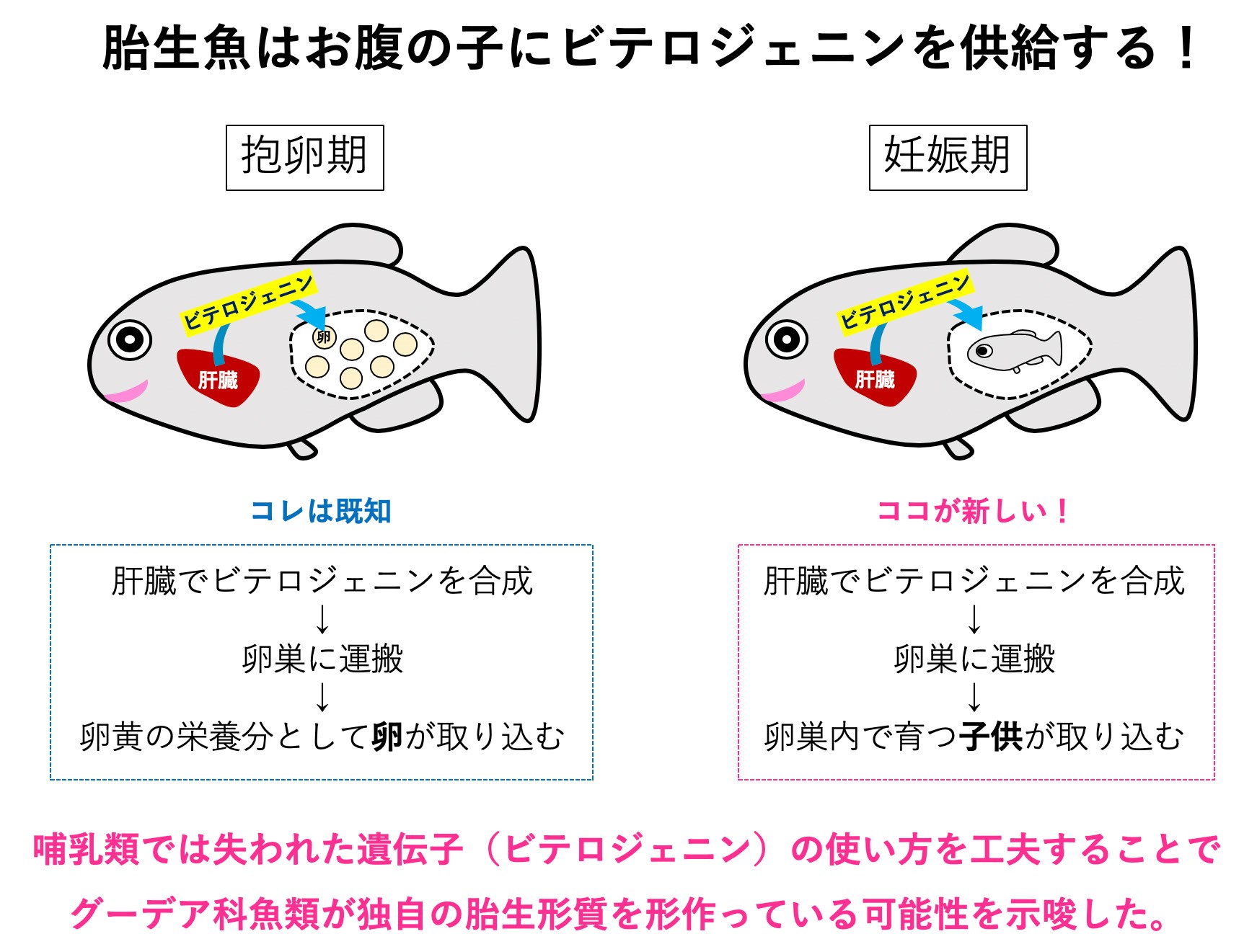 Mother-to-embryo vitellogenin transport in a viviparous fish – THE ...