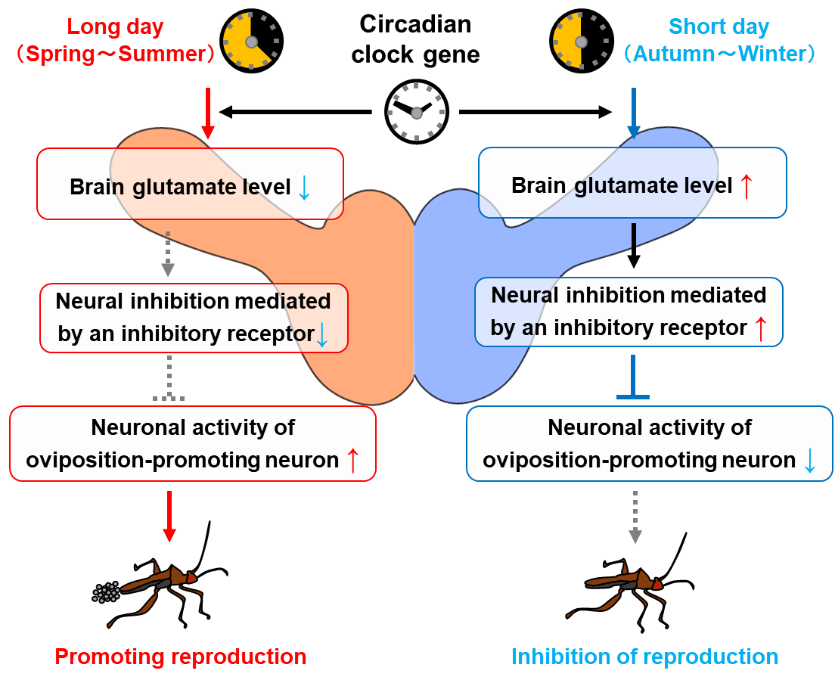 Hickory dickory dock, the bean bug brain’s biological clock – THE ...