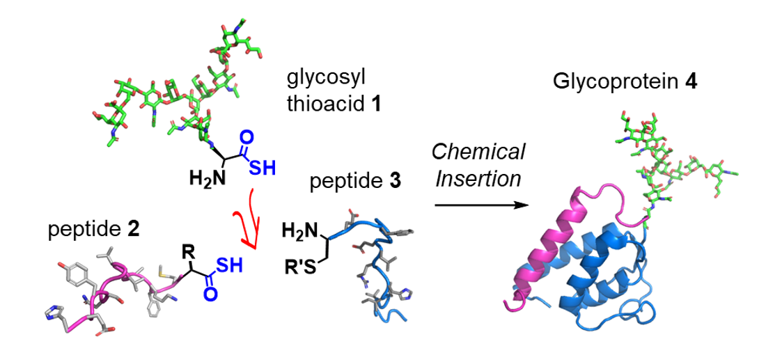A winning combination for glycoprotein synthesis – THE UNIVERSITY OF ...