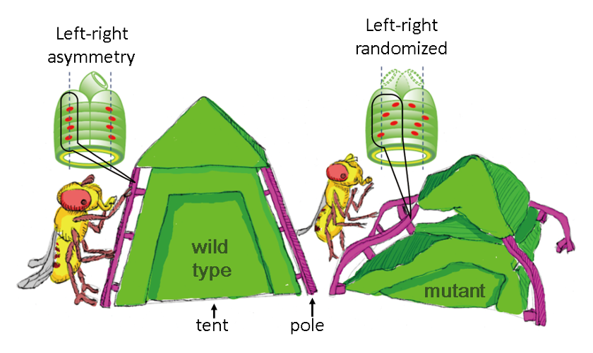From symmetry to asymmetry: the two sides of life – THE UNIVERSITY OF ...
