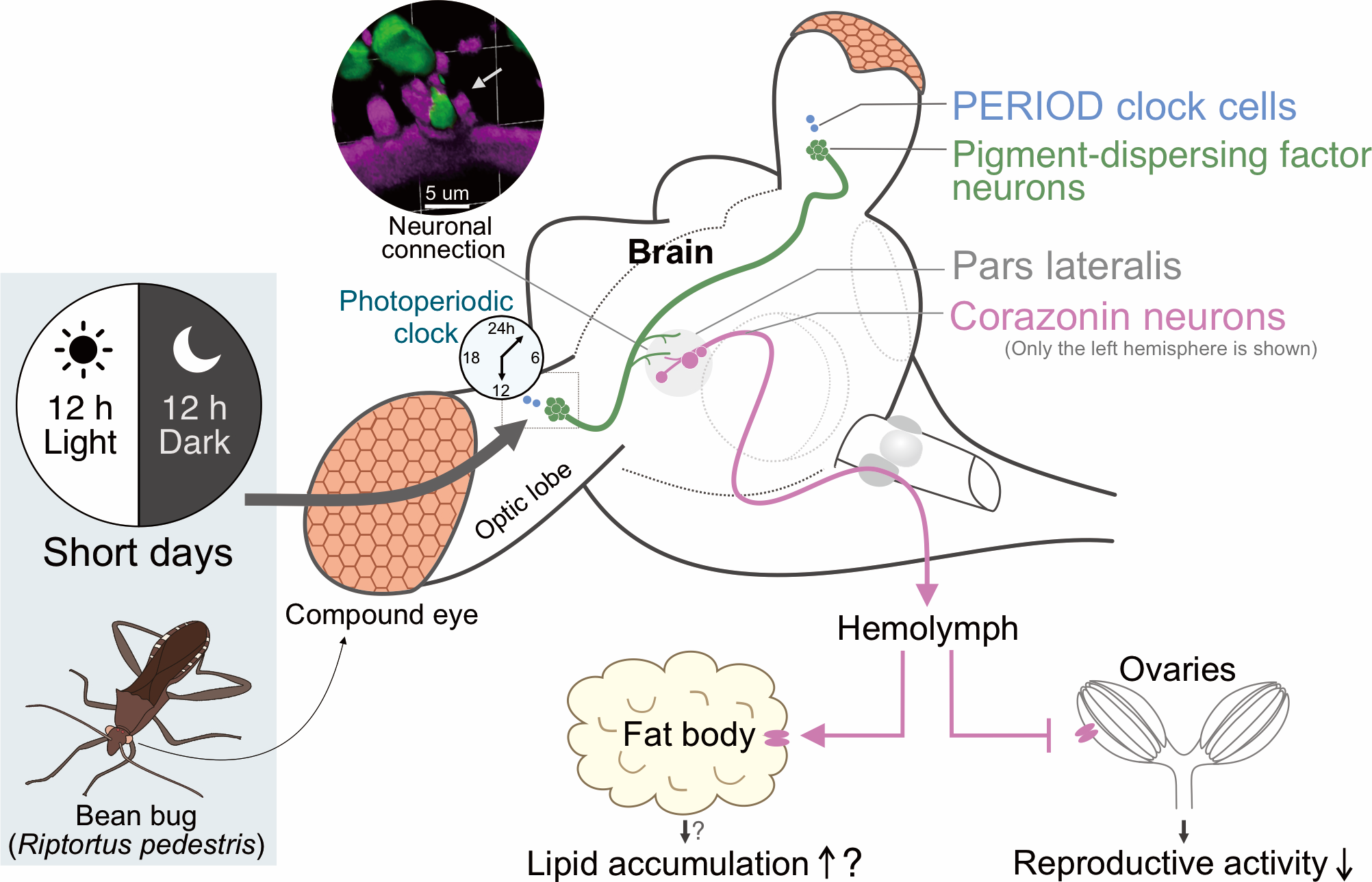 Winter survival: Brain peptide called corazonin stops bug reproduction ...